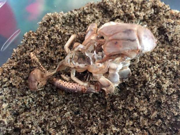 Molting – Krabitat